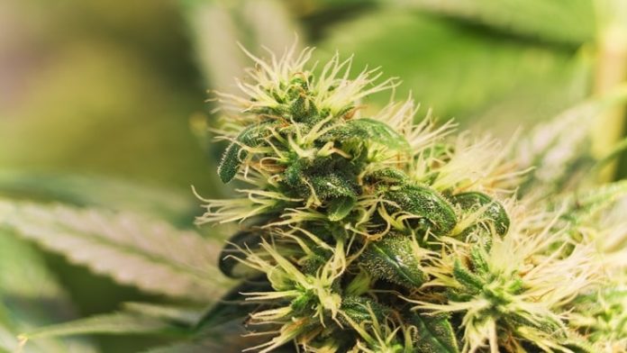 About Weed Seeds and Their Longevity | Densipaper