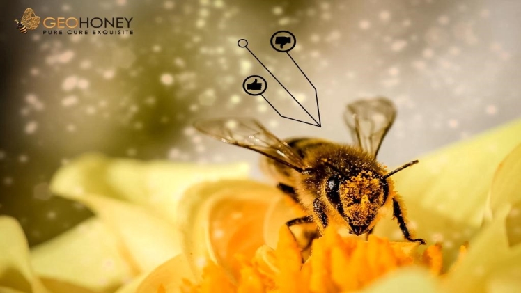 Intense Pollen Season – Is It Good Or Bad For The Bees? | Densipaper